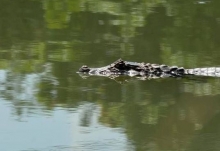 Info Humedal Lago De La Babilla | Cali - Colombia